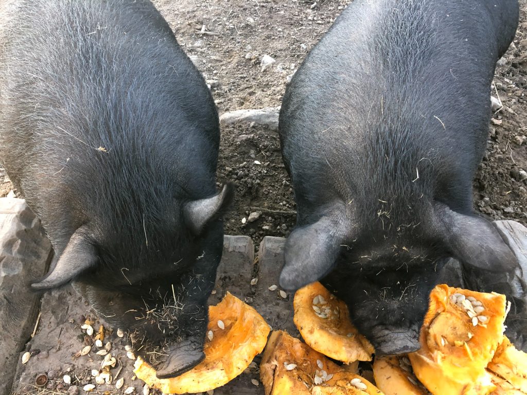 Animals – Exchange Place